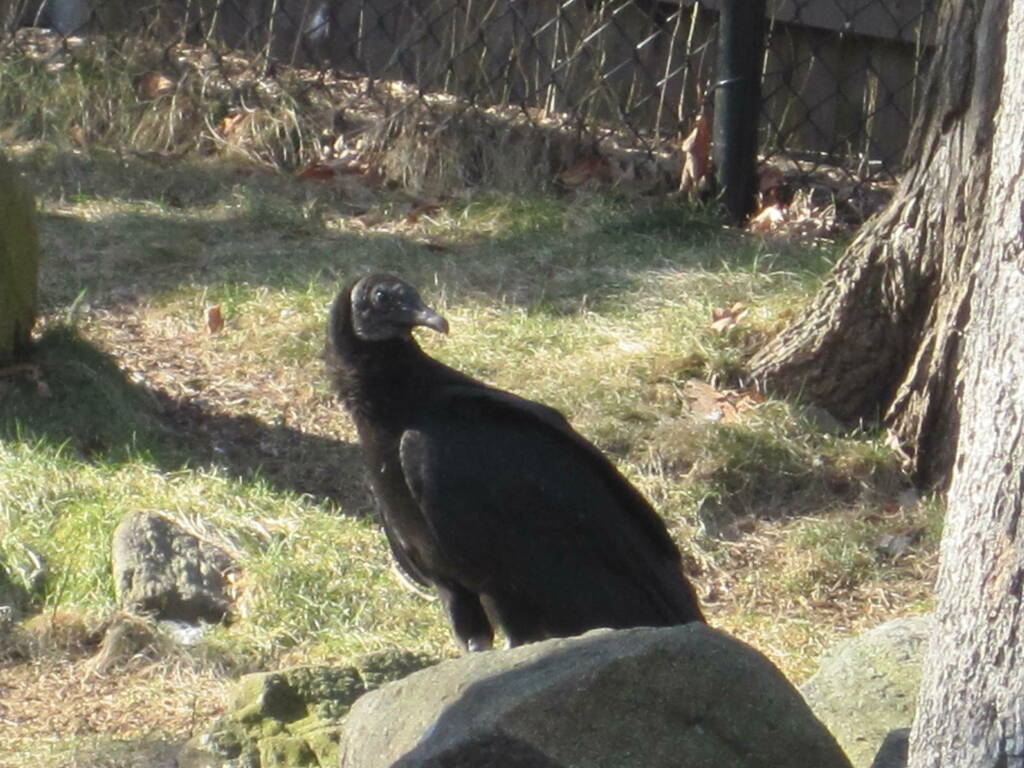 Black Vulture from North Bridgeport, Bridgeport, CT, USA on February 3 ...