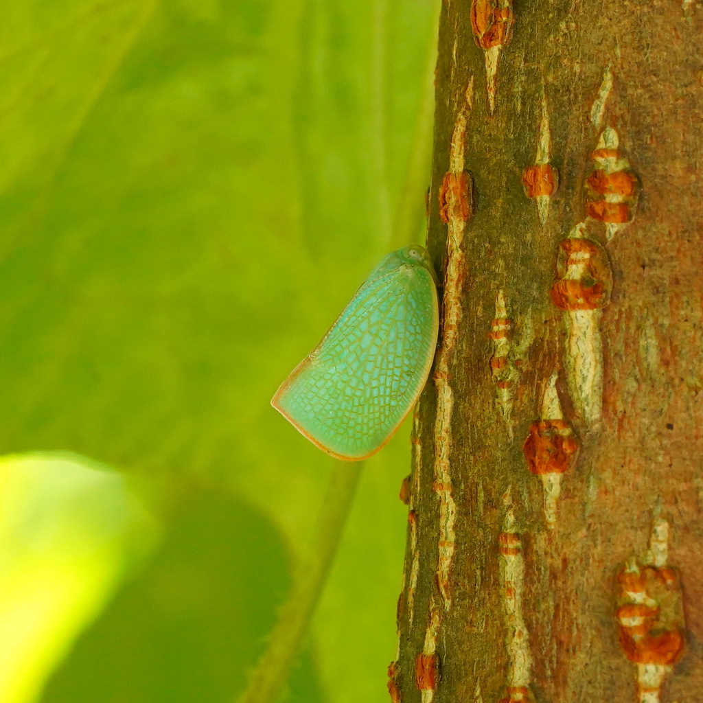 Geisha distinctissima from 台灣臺北 on July 3, 2024 at 08:40 AM by adachao ...