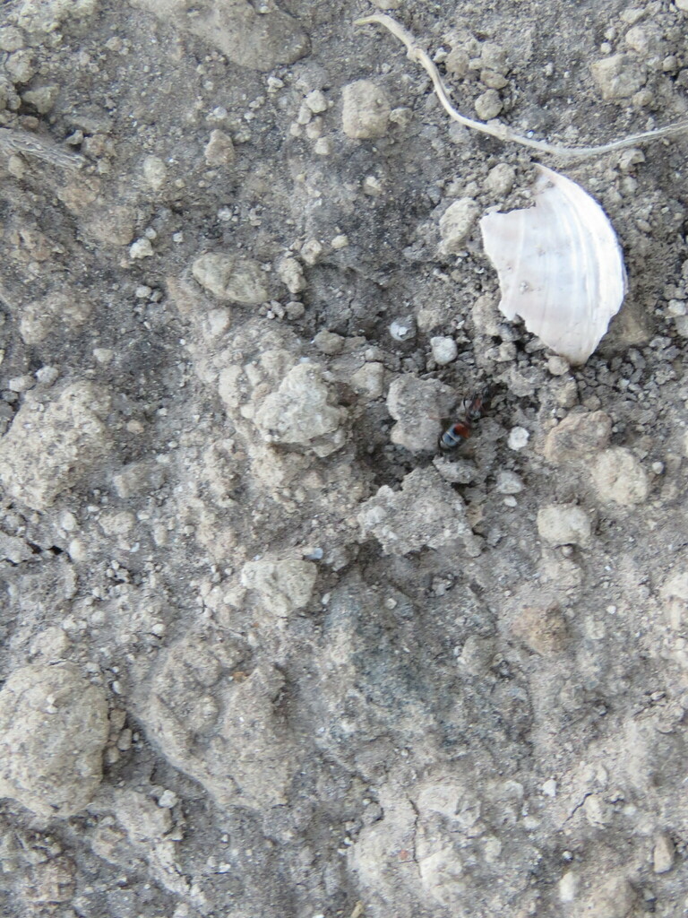 Black Imported Fire Ant from Chivilcoy, Provincia de Buenos Aires ...