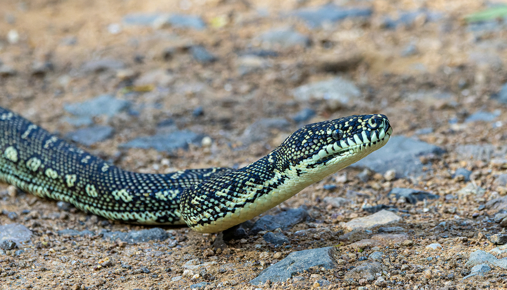 Diamond Python from Mount Royal NSW 2330, Australia on October 6, 2024 ...