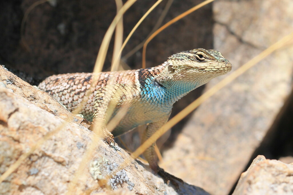 Yarrow's Spiny Lizard from Sierra Vista Southeast, AZ, USA on May 4 ...