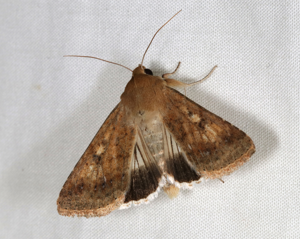 Cotton Bollworm Moth from Wongarra VIC 3234, Australia on November 18 ...