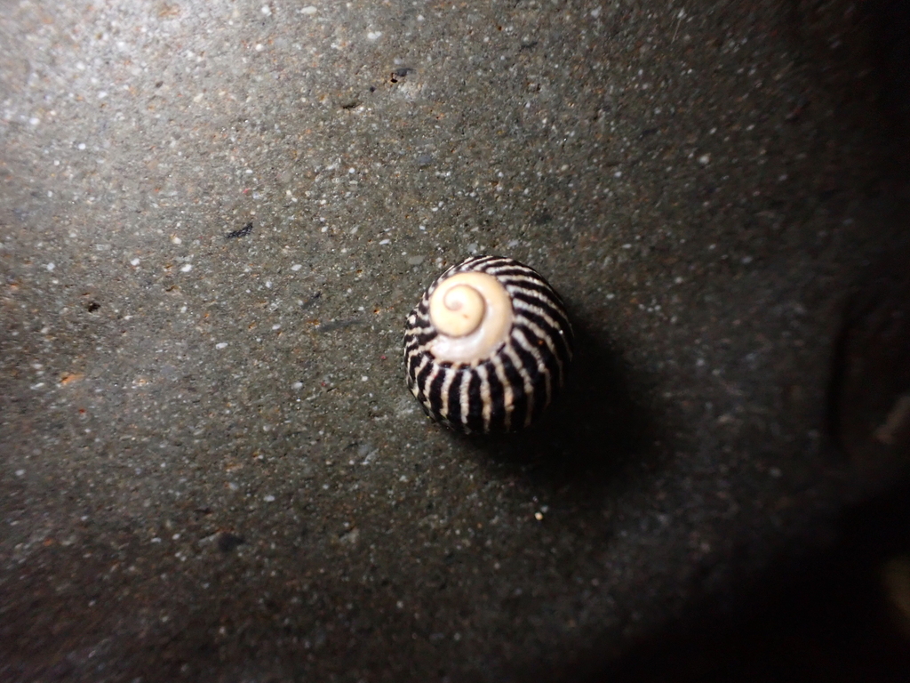 Zebra Top Snail from Emerald Beach NSW 2456, Australia on November 10 ...