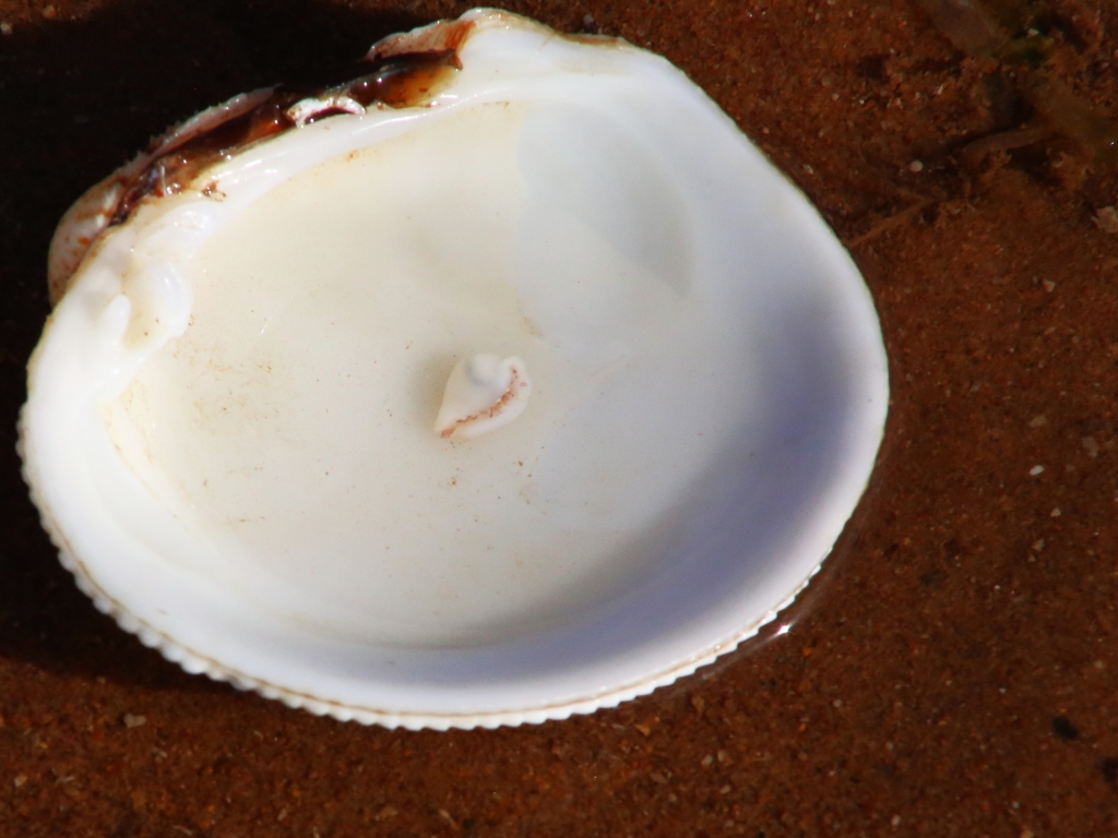 Diminovula from Port Hedland WA 6721, Australia on October 19, 2024 at ...