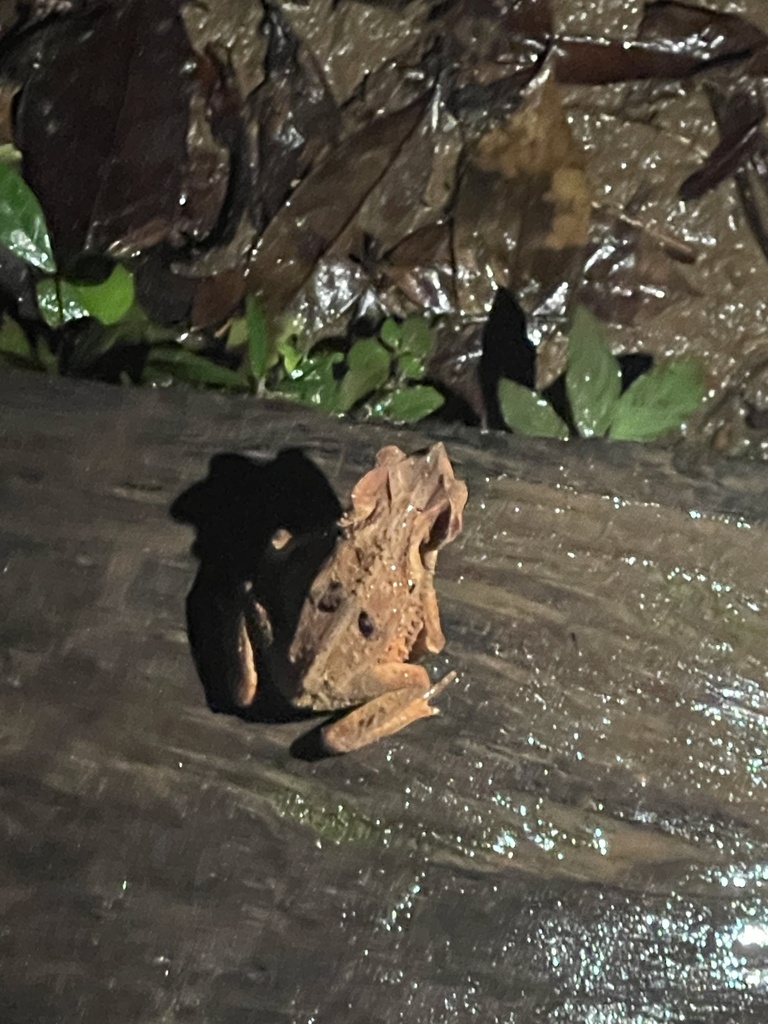 Beaked Toads from Parque Nacional Yasuní, Aguarico, Orellana, EC on ...