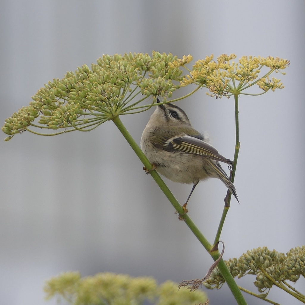 Golden-crowned Kinglet from Berkeley Marina, Berkeley, CA, USA on ...