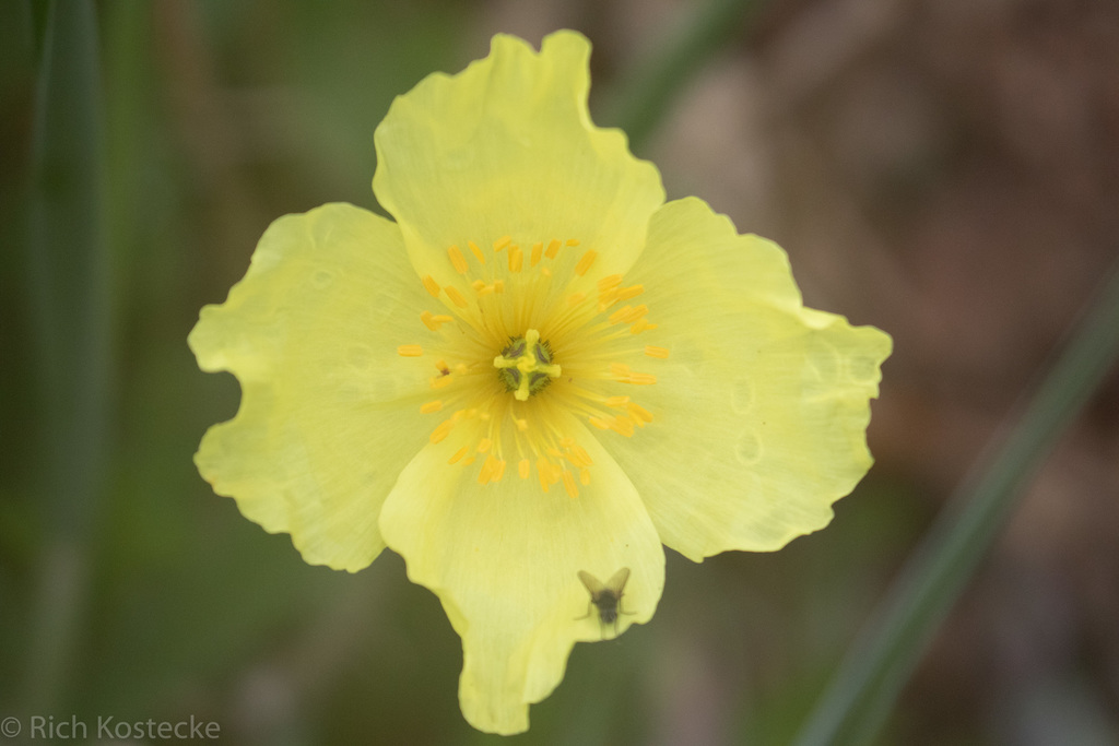 Arctic Poppy (Papaver radicatum) - Botanical Realm