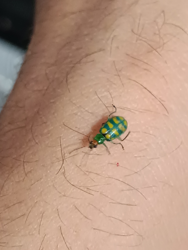 Diabrotica balteata desde Santiago de Querétaro, Qro., México el 16 de ...