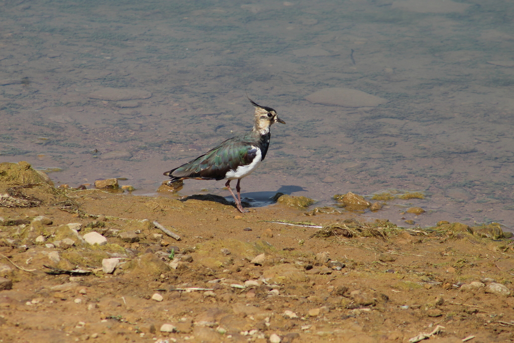 Northern Lapwing from Thrybergh, UK on July 16, 2019 at 09:39 AM by ...