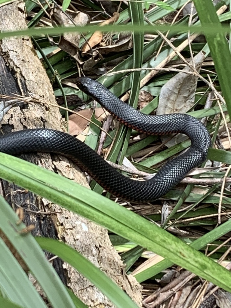 Red-bellied Black Snake from KATTANG Nature Reserve, Camden Head, NSW ...