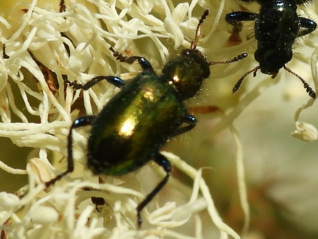 Phlogistus kolbei from Coomba Park NSW 2428, Australia on November 20 ...