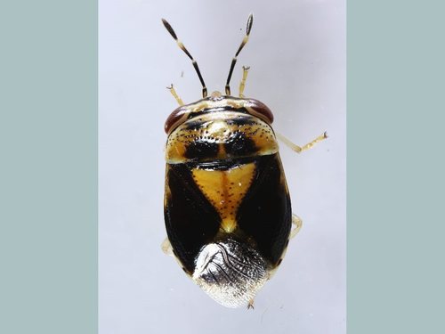 Geocoris borealis · iNaturalist