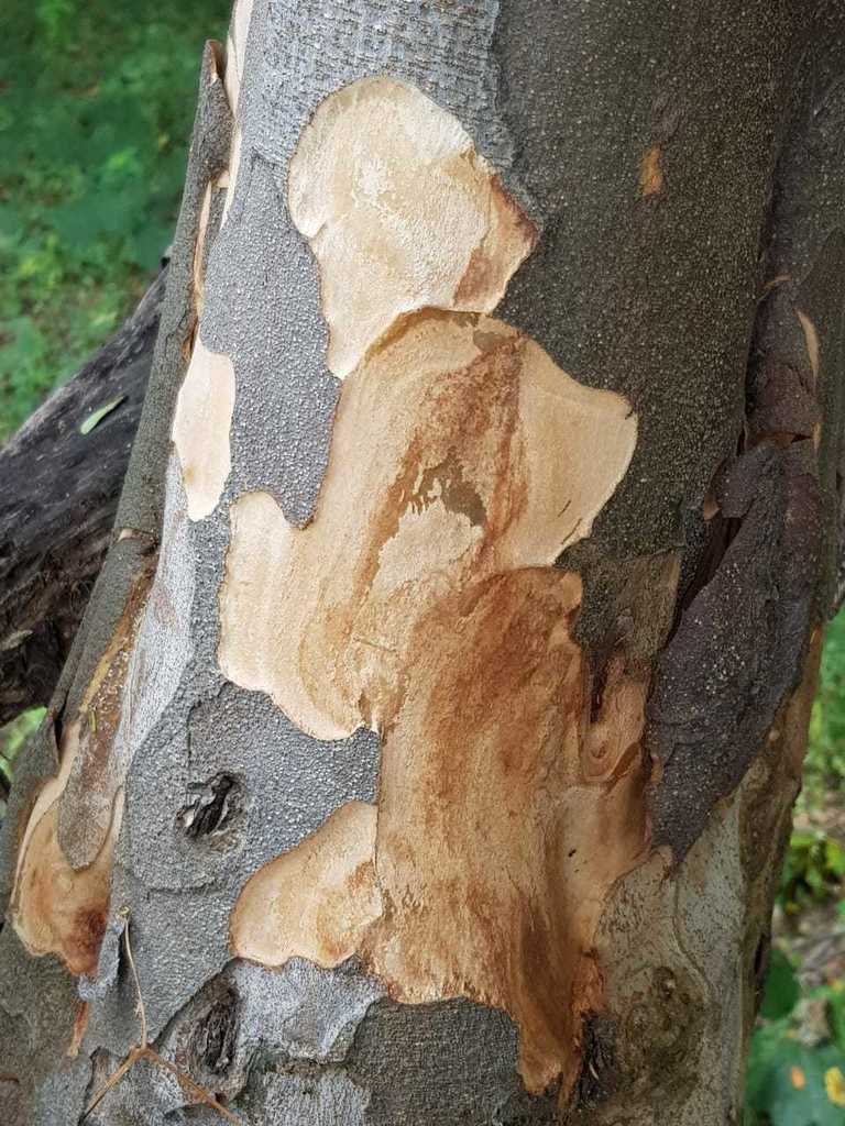 Brazilian ironwood (Libidibia ferrea) - Botanical Realm