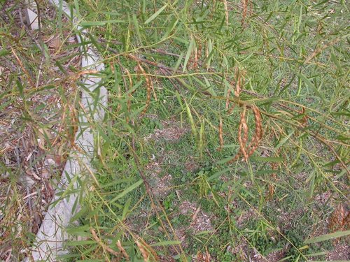 Acacia hemsleyi · iNaturalist Mexico