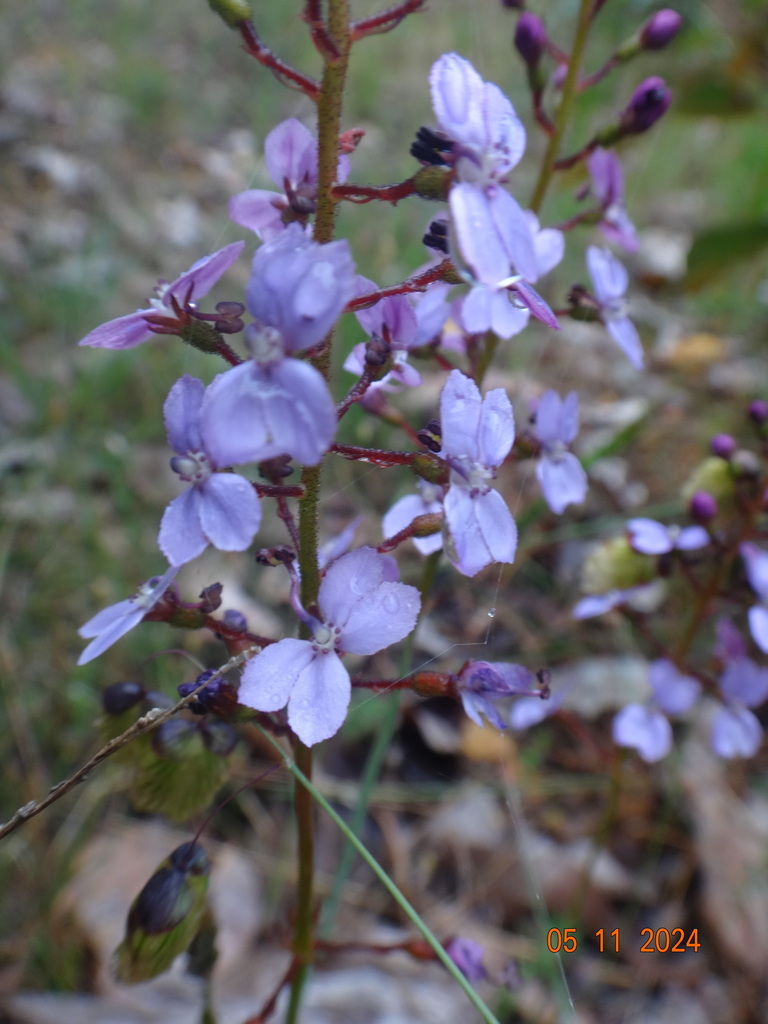 Lovely Triggerplant from Pemberton WA 6260, Australia on November 05 ...