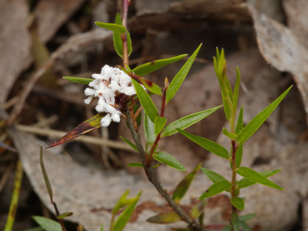 common beard-heath from Homerton VIC 3304, Australia on November 18 ...