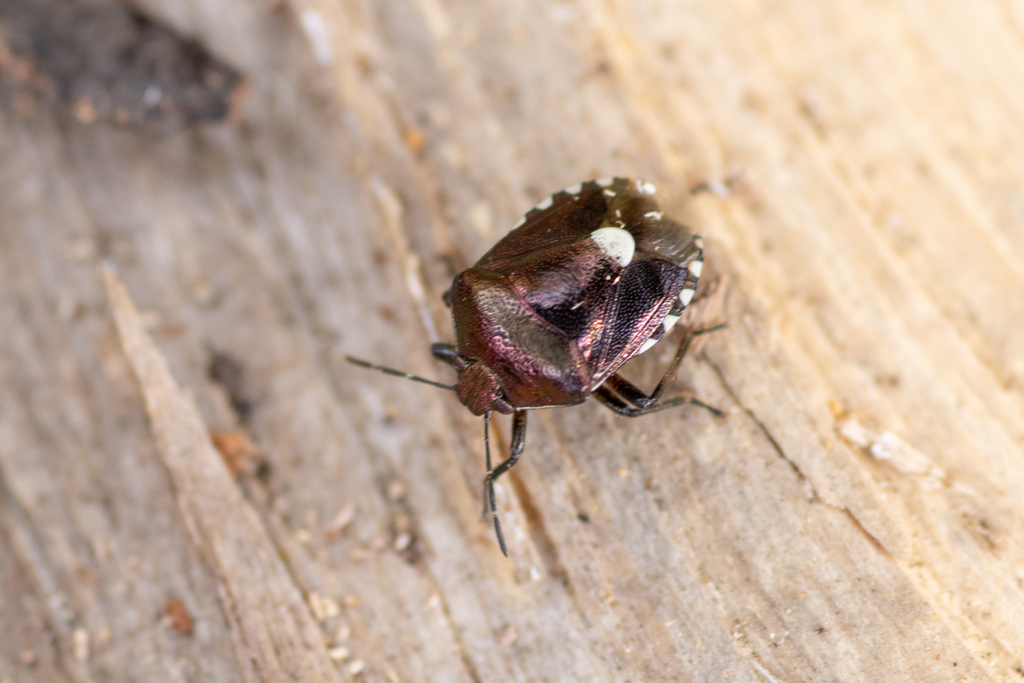 Menida violacea from 南三陸町戸倉 海のビジターセンター周辺 on November 20, 2024 at 09:57 ...