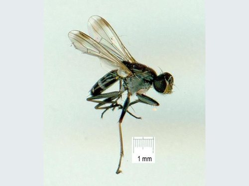 Lispe albimaculata · iNaturalist