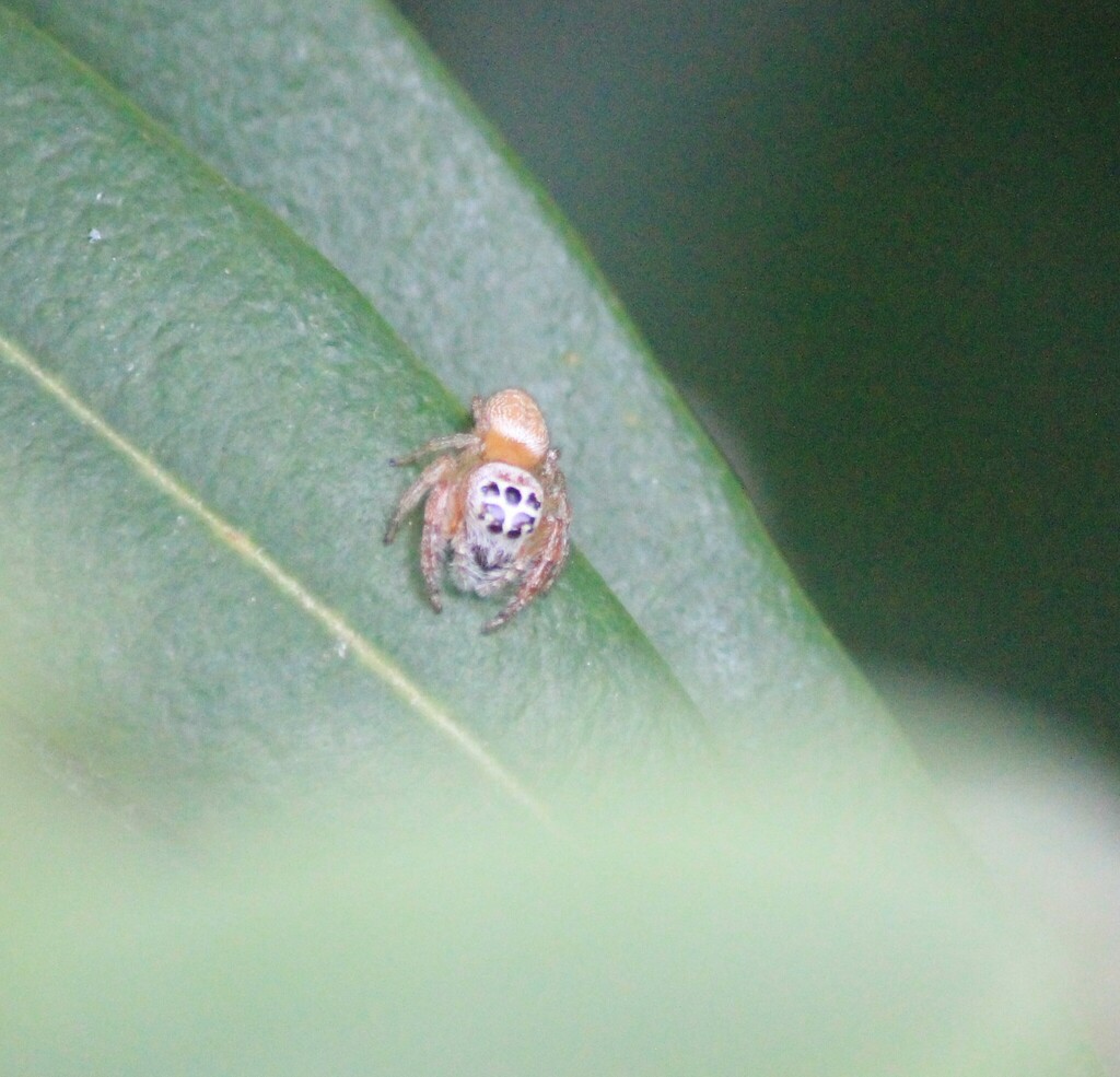 Cyclops Jumping Spider from Camden Haven NSW, Australia on November 20 ...