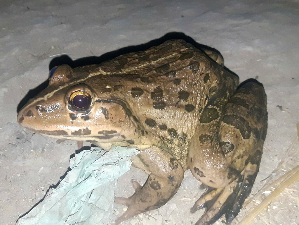 Frogs and Toads from Delhi, India on November 19, 2024 at 04:36 PM by ...