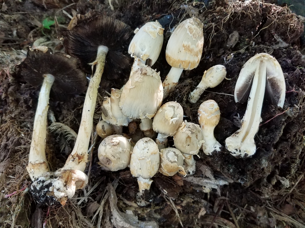 scaly ink cap from Fox Chapel, PA, USA on July 16, 2019 by John ...
