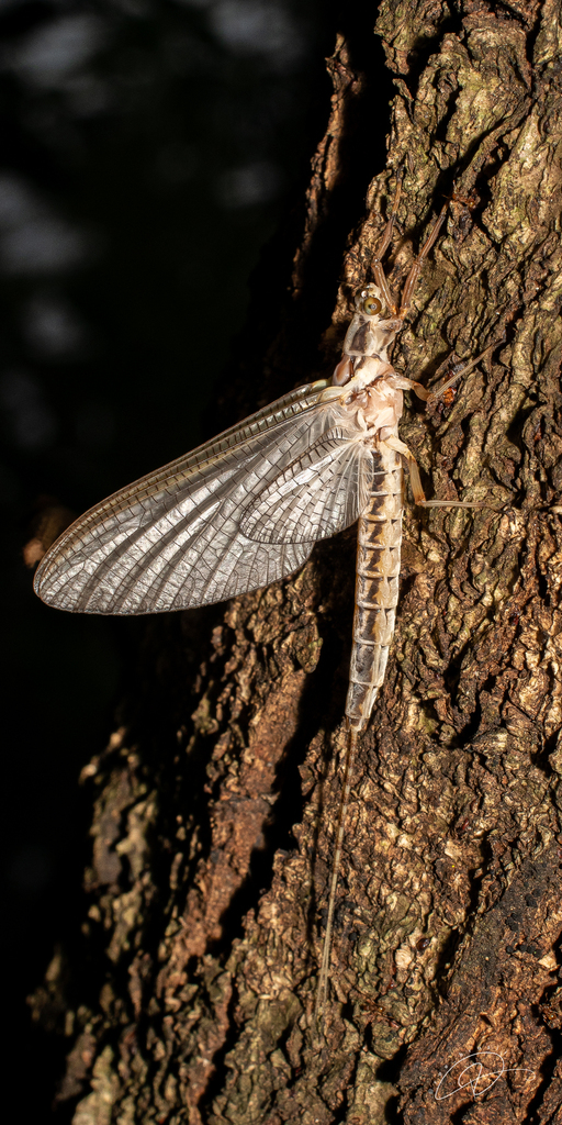 Southern Giant Mayfly from Vila Al Isa, Piraju - SP, 18800-000, Brasil ...