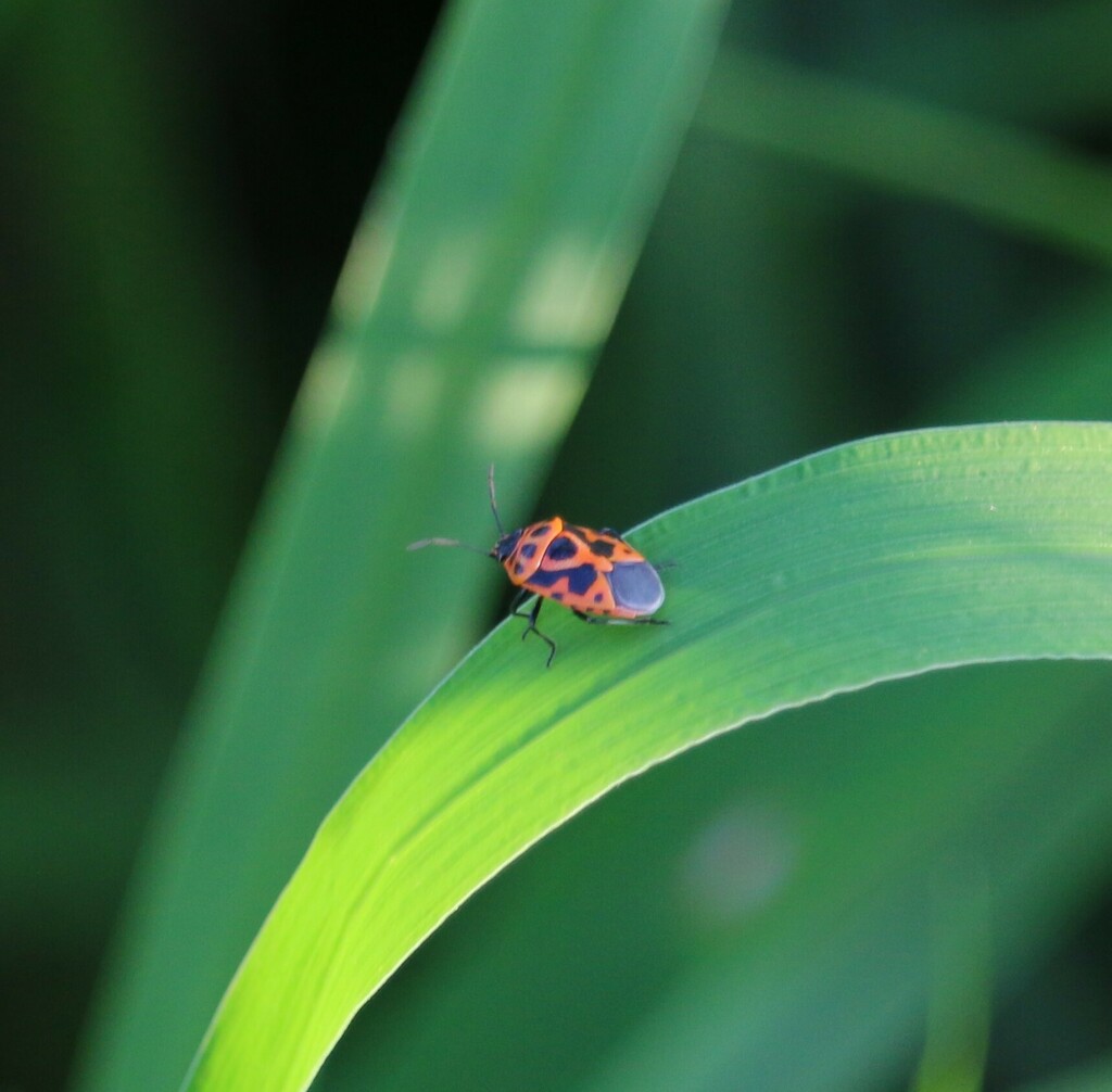 Painted bug from 日本、〒360-0016 埼玉県熊谷市熊谷 on August 23, 2021 at 05:26 PM ...