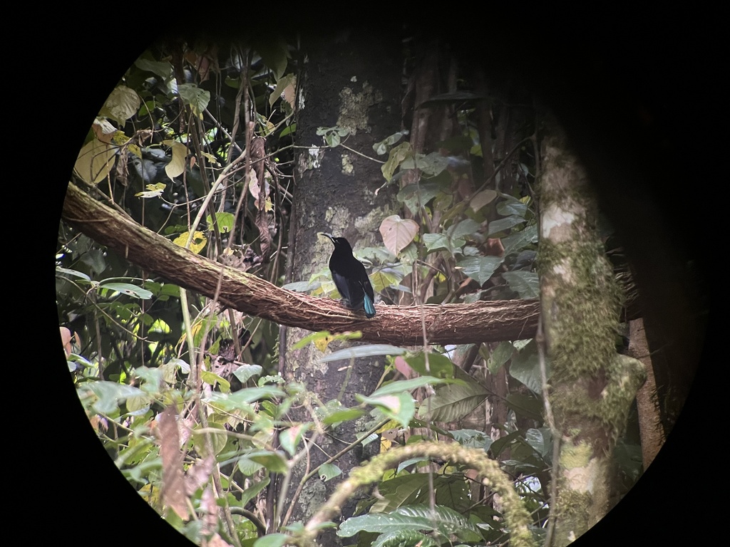 Magnificent Riflebird from Makbon, Kabupaten Sorong, West Papua, ID on ...