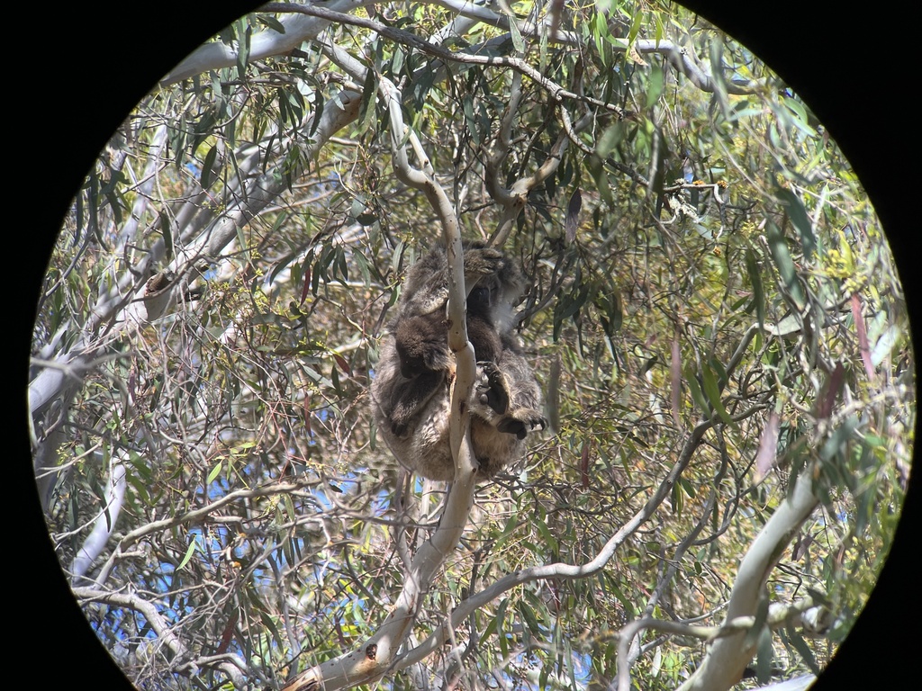 Koala from Kangaroo Island, Cygnet River, SA, AU on October 29, 2024 at ...