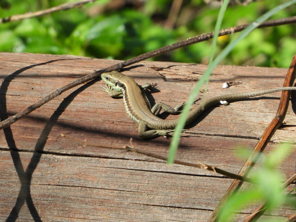 Lebanon Lizard from גבעתיים, ישראל on November 20, 2024 at 09:25 AM by ...