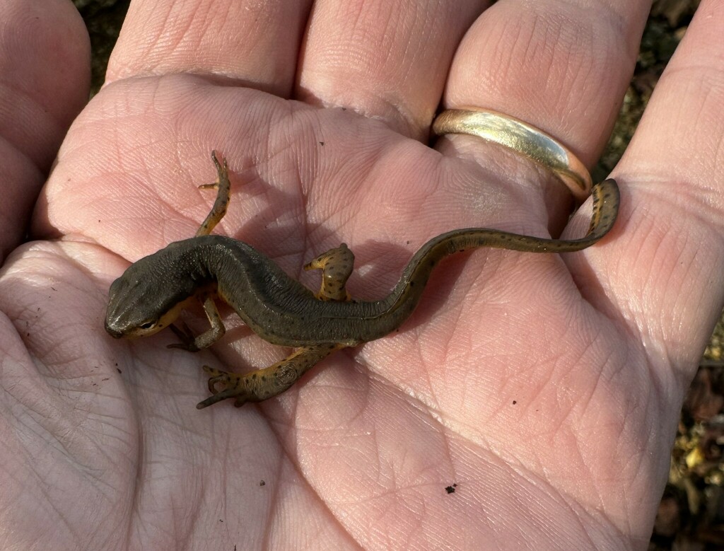 Eastern Newt from Along Second Creek embayment, Waterloo, Lauderdale ...