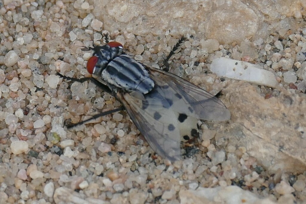 Locust Fly from Namib desert, area Mt Roessing, Erongo, Namibia on ...