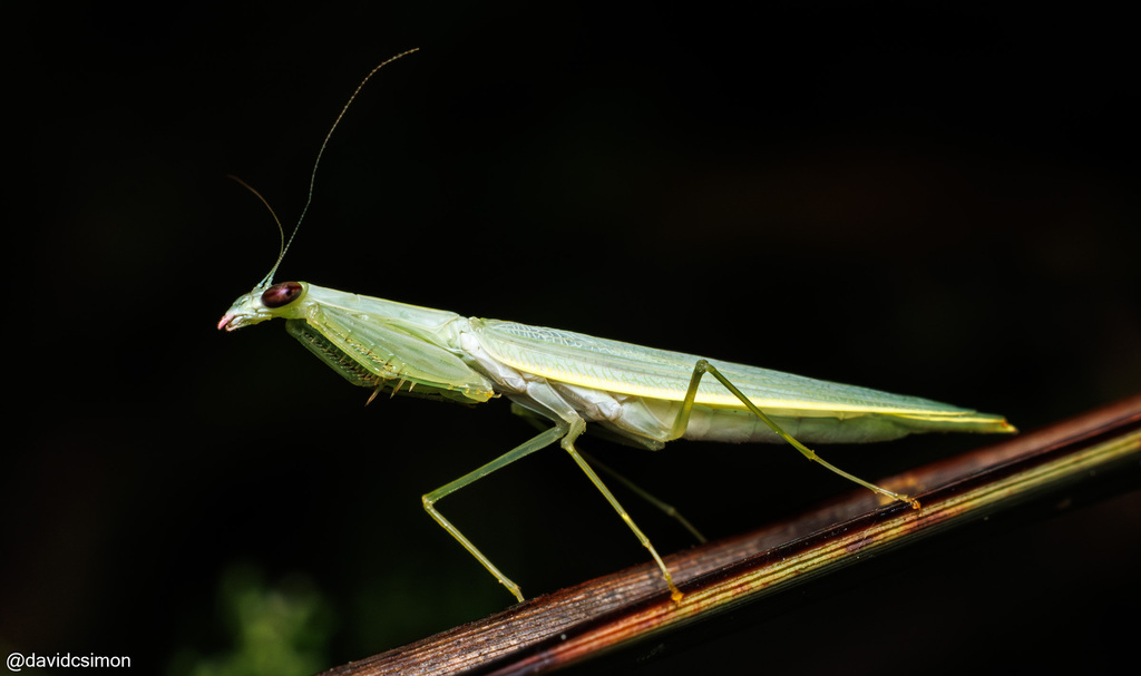 Snake Mantis from Bowen Mountain NSW 2753, Australia on November 20 ...