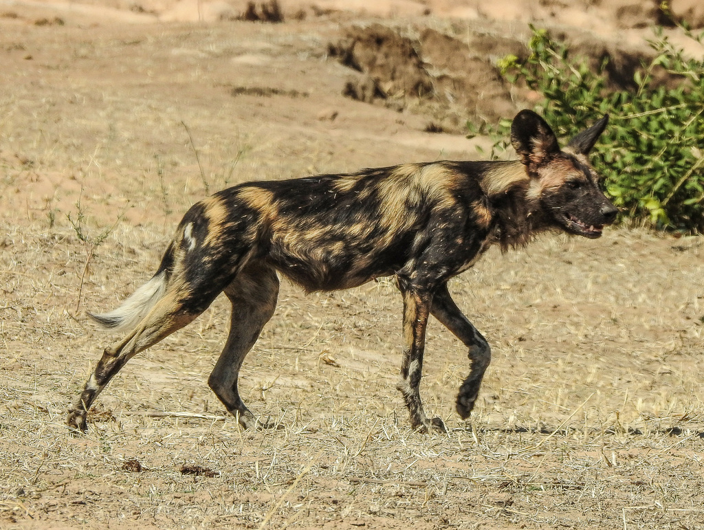 Cape Wild Dog (Lycaon pictus pictus) - Know Your Mammals