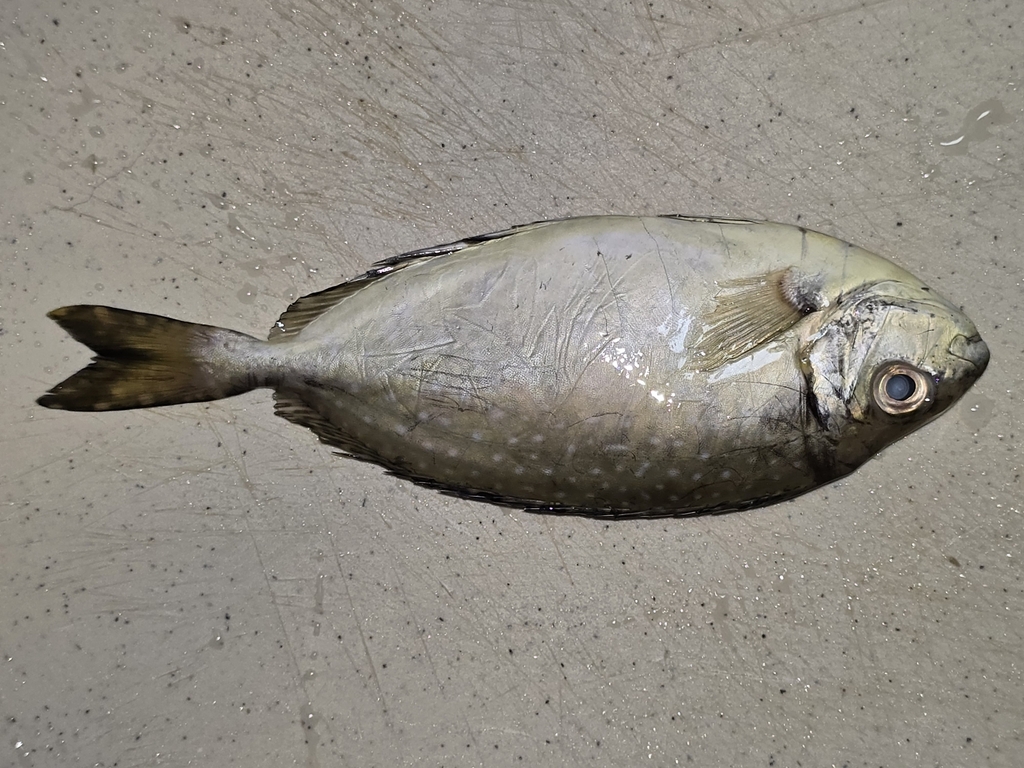 Dusky Rabbitfish from Sanya, CN-HA, CN on November 20, 2024 at 07:59 PM ...