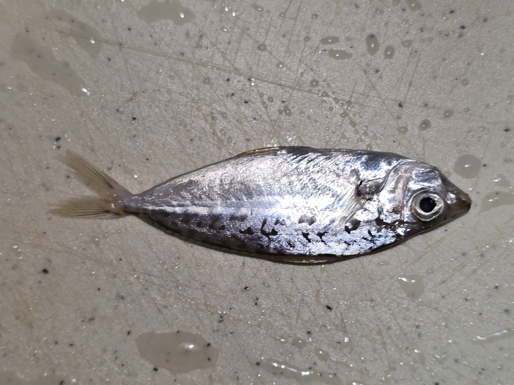 Equulites from Sanya, CN-HA, CN on November 20, 2024 at 07:52 PM by ...