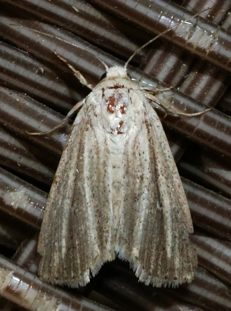 Leucania extincta from 742 W 600 N, Lake Village, IN 46349, USA on ...