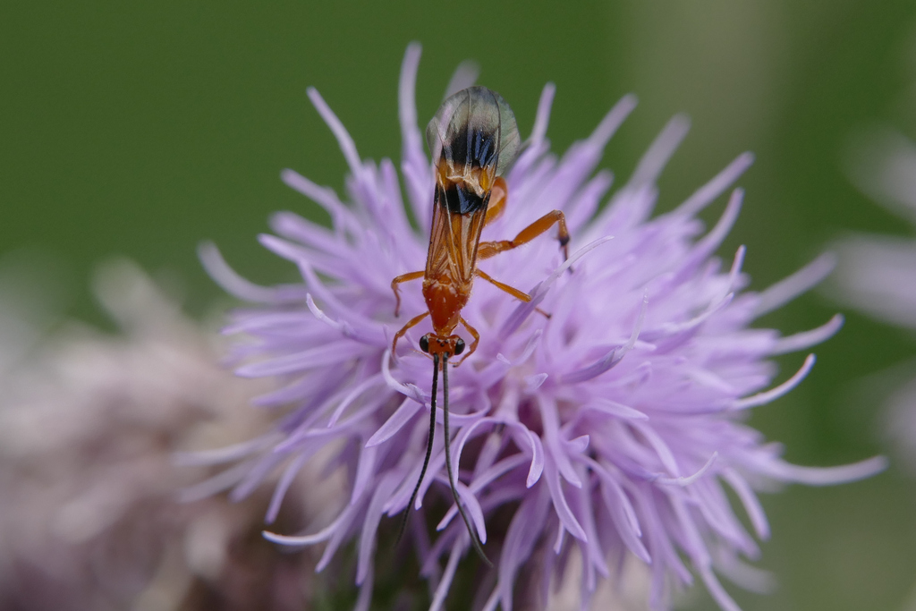 Cremnops desertor from Gleueler Wiese, 50937 Köln, Deutschland on July ...