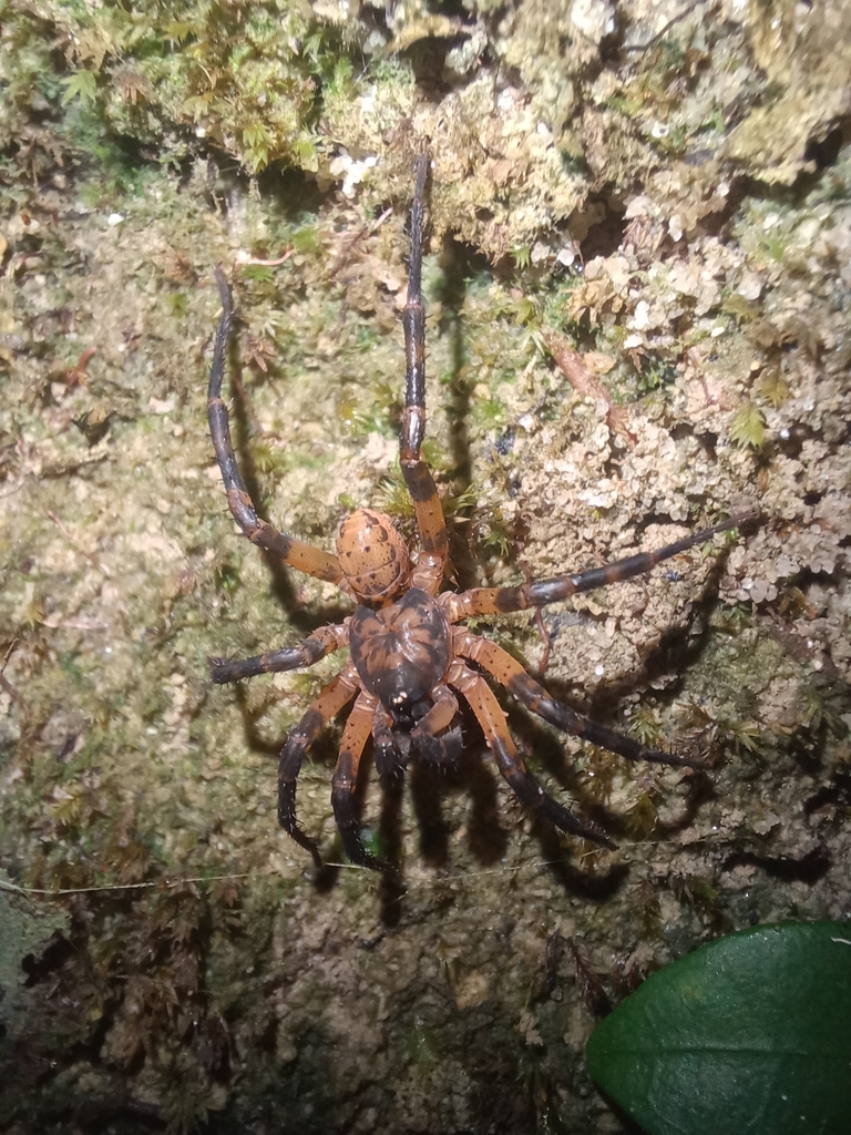 Basal Segmented Spiders from Pa Tong, Phuket 83150, Thailand on ...