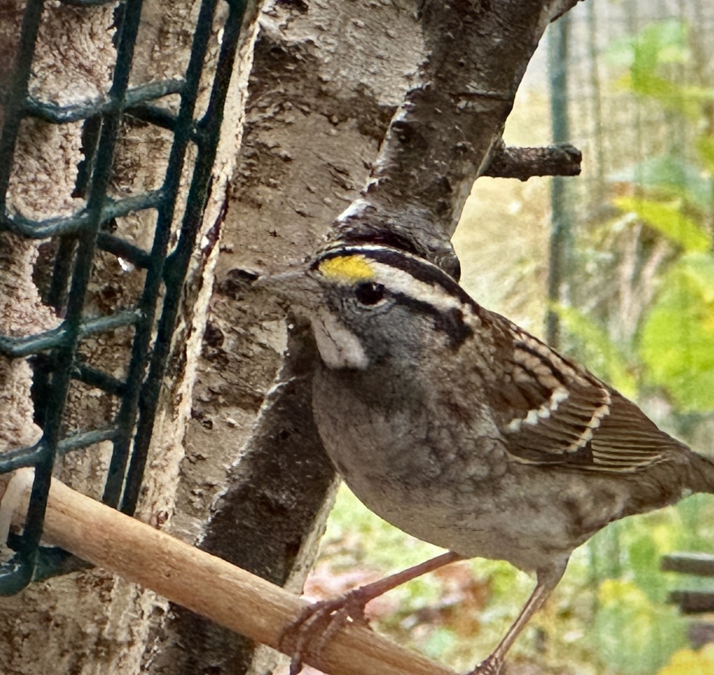 White-throated Sparrow from Mitchell St, Hillsborough, NC, US on ...