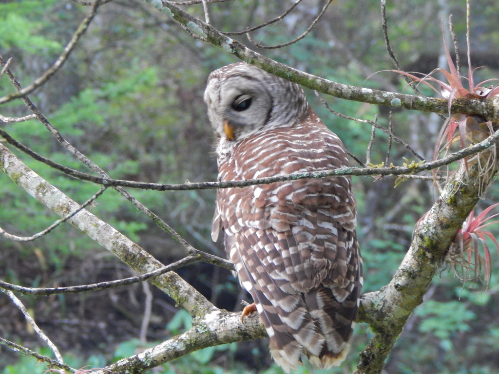 Barred Owl from Corkscrew, FL, USA on February 27, 2017 at 08:27 PM by ...