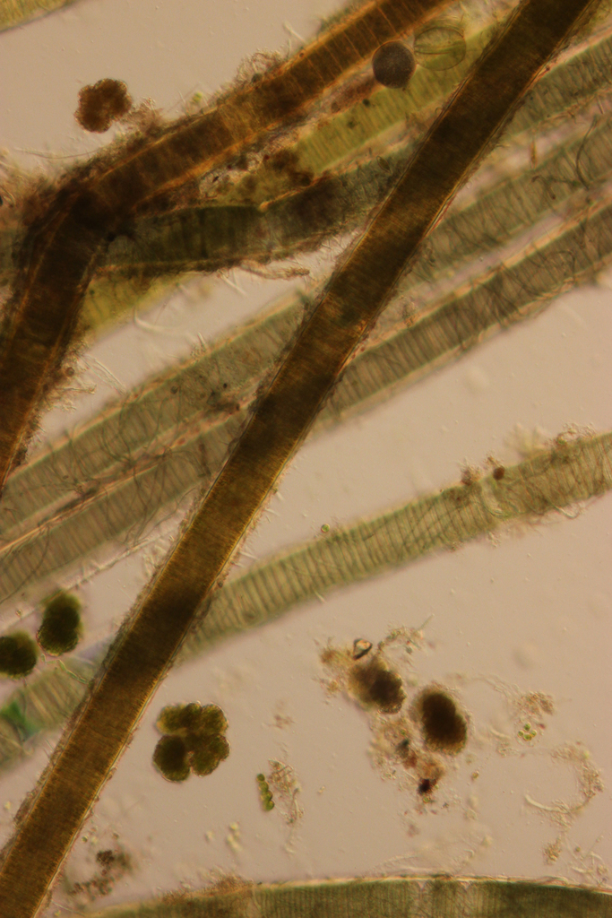 Microseira wollei from Grassy Pond, Lowndes County, Georgia on ...