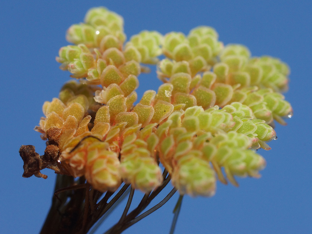 Red Azolla (Azolla rubra) - Botanical Realm