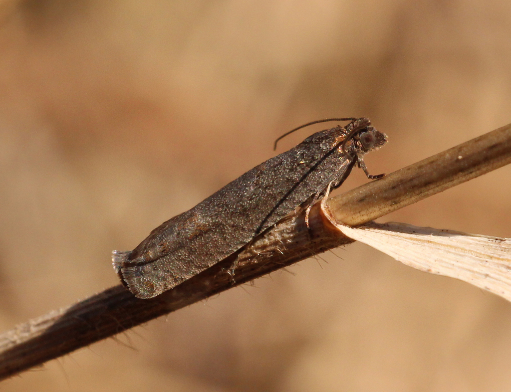 Early Aspen Leafroller Moth (Moths and Butterflies of Lake Wabamun) · iNaturalist