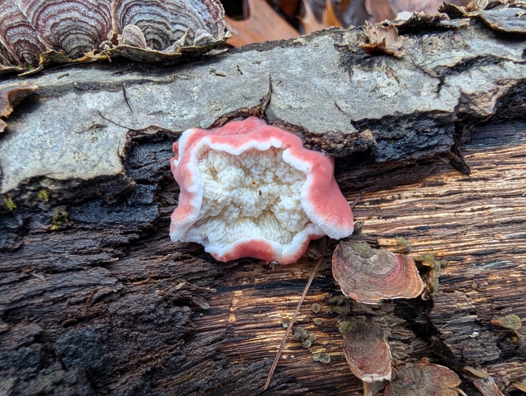 Coral-pink Merulius from Henryville, IN, USA on November 20, 2024 at 12 ...