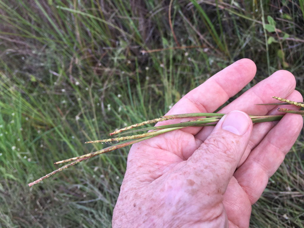 Wrinkled Jointtail Grass from Miami-Dade County, Everglades National ...