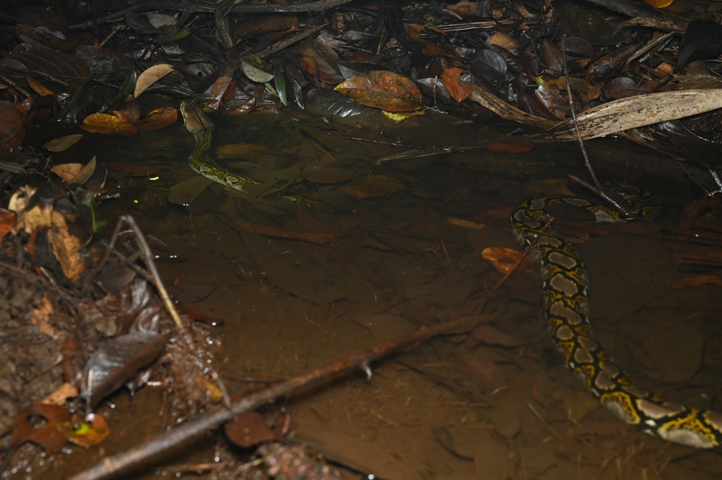 Reticulated Python from Singapore on November 20, 2024 at 10:36 PM by ...
