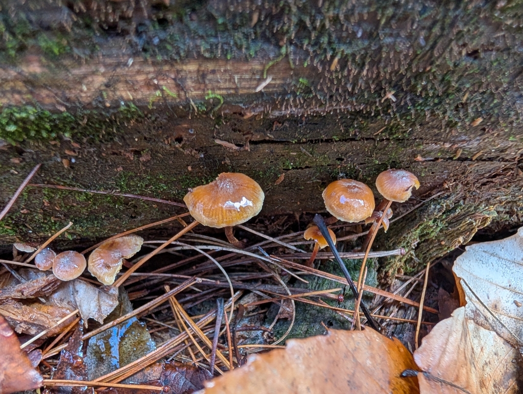 Xeromphalina campanelloides from Henryville, IN, USA on November 20 ...