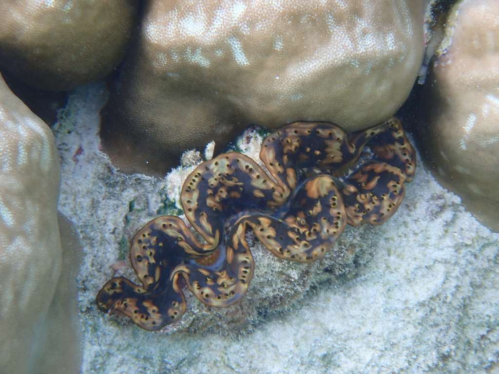 Small Giant Clam in October 2024 by duskyleaf · iNaturalist
