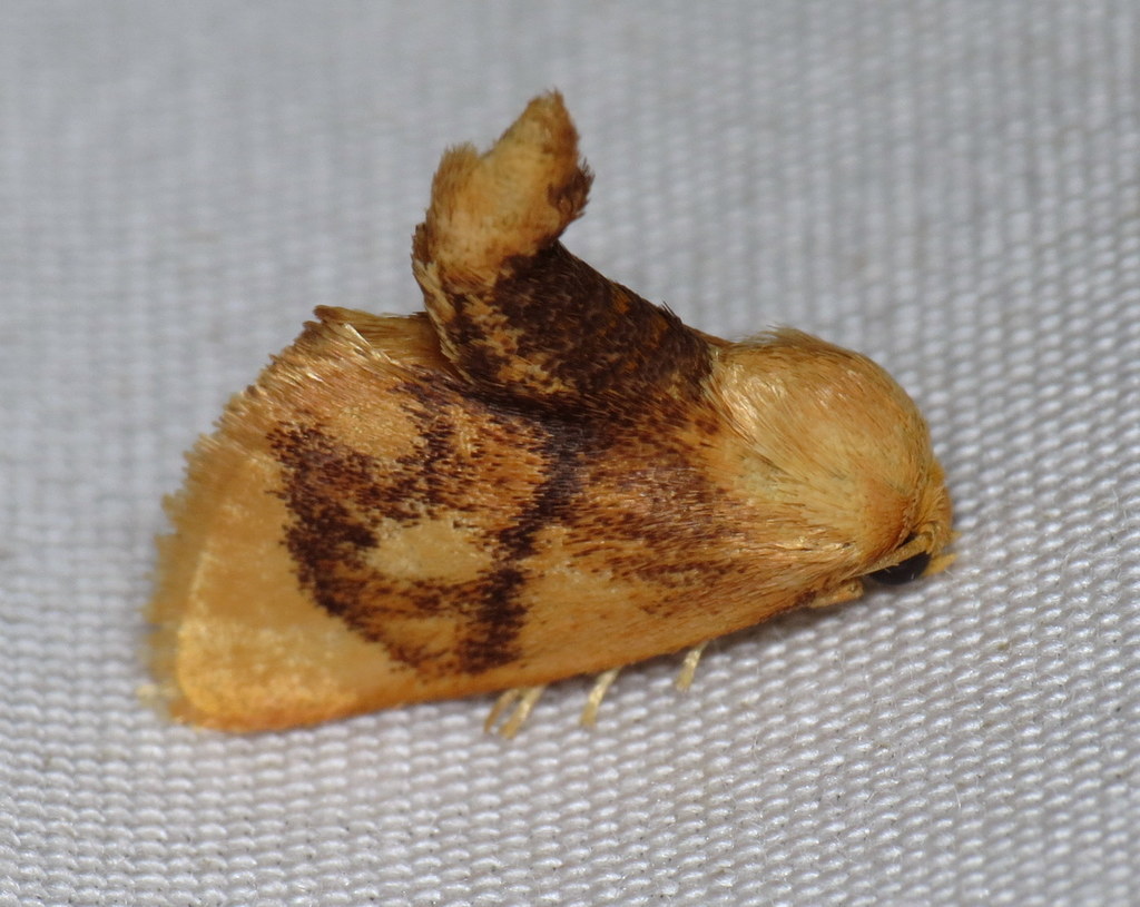 Abbreviated Button Slug Moth (Moths and Butterflies of Massachusetts ...